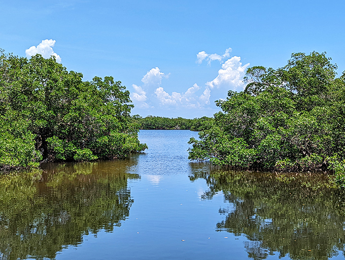 Mangroves create nature's perfect nursery &ndash; a tangled sanctuary where fish start life and birds find endless buffets.