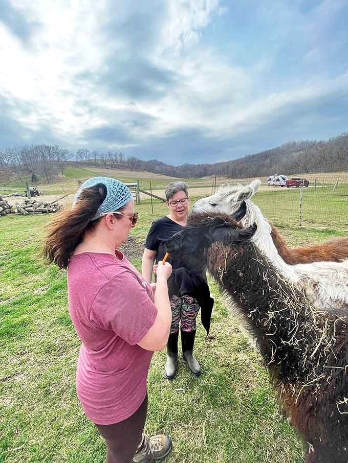 Visitors: Feeding time becomes bonding time as curious llamas investigate treats offered by delighted guests, creating memories more lasting than any souvenir.