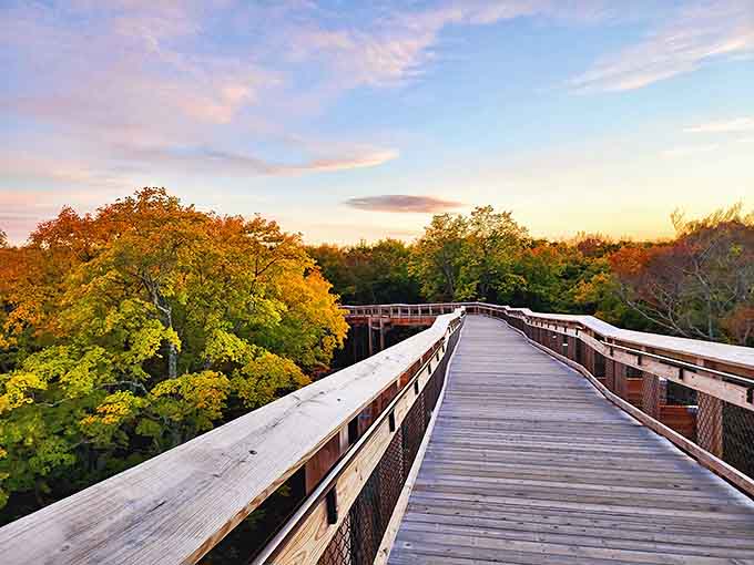 The boardwalk stretches through autumn's finest work, making the journey upward almost as spectacular as the destination itself.
