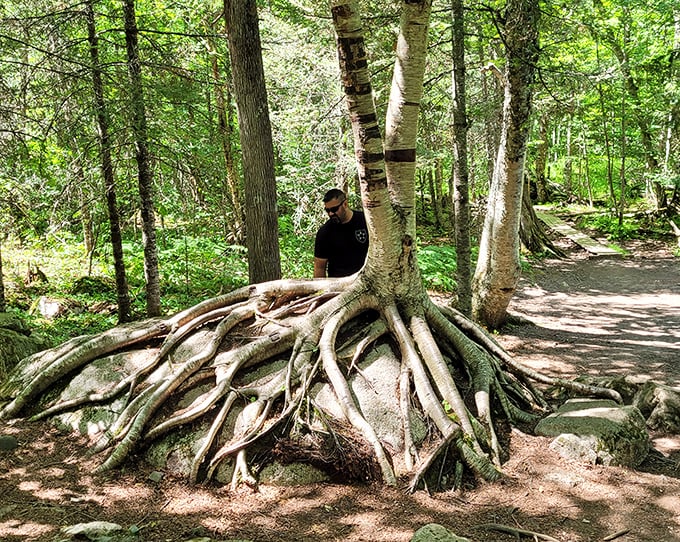 Exposed tree roots create natural sculpture gardens along the trail, Mother Nature showing off her artistic side.