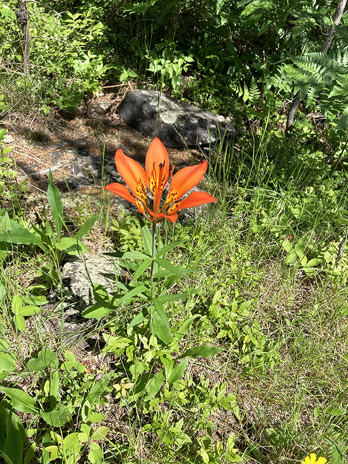 Like a tiny orange firework frozen in mid-explosion, this wood lily adds a pop of color to the forest floor.