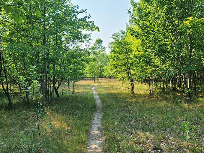 Nature's perfect hallway beckons adventurers forward, promising discoveries that no smartphone notification could ever match.