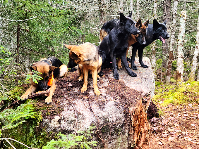 Nature's perfect lookout post becomes a gathering spot for these alert shepherds, their regal profiles silhouetted against Maine's pristine wilderness.