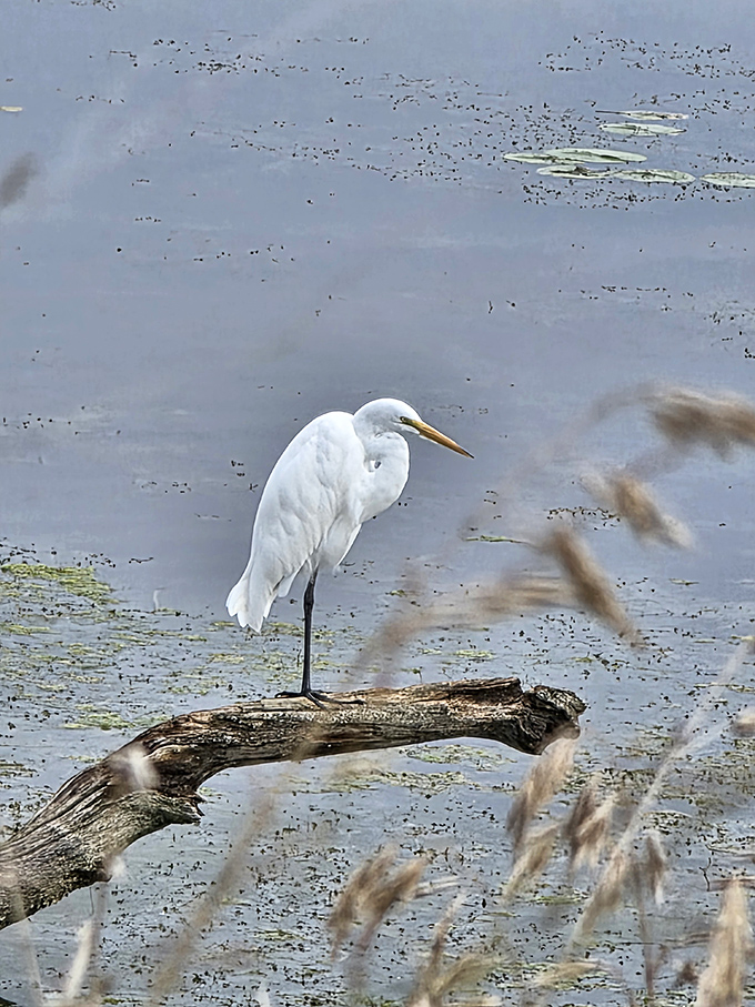 
"Day 47 The humans still think I'm just a statue." This elegant egret demonstrates the art of patience while hunting.
