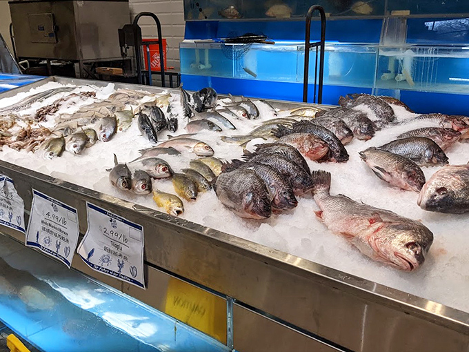 Fresh fish on ice create a maritime mosaic, their clear eyes and bright scales testifying to the market's commitment to authentic seafood experiences.