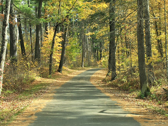 Dappled sunlight filters through ancient pines along this serene path, inviting visitors to wander deeper into Itasca's storied forests.