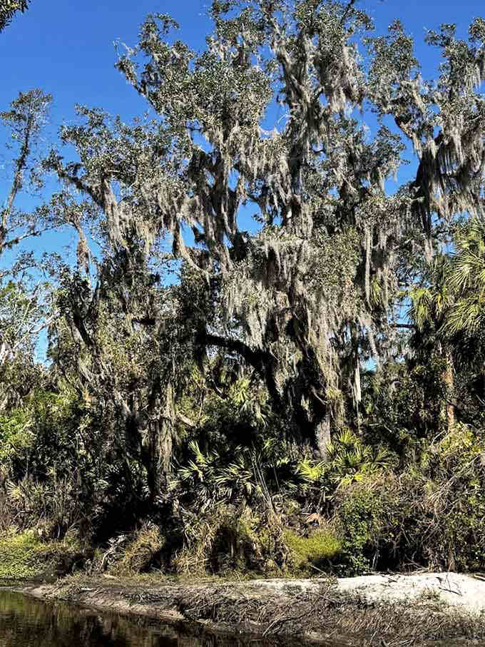 Ancient oaks draped in Spanish moss create natural sculptures that would make any art museum jealous of the free admission.