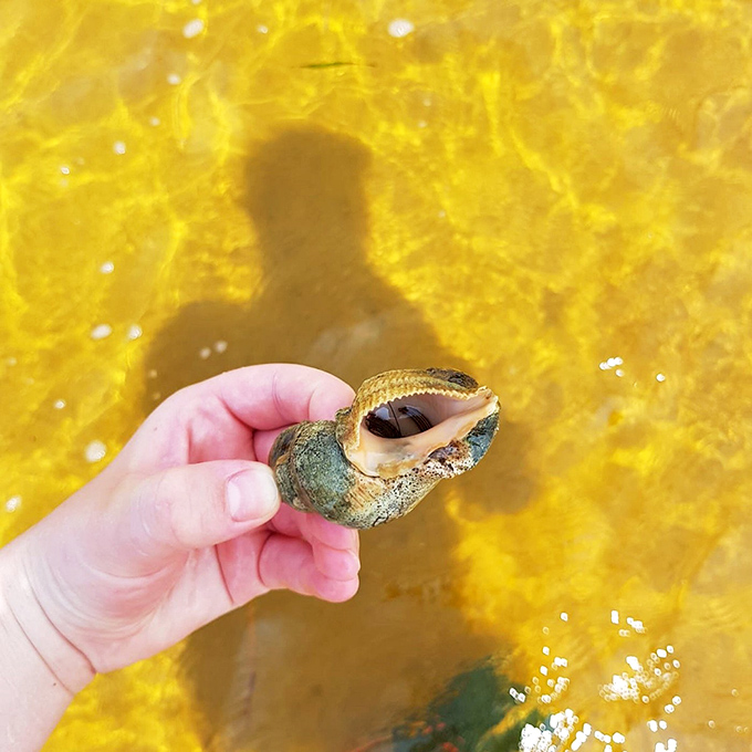 Nature's perfect sculpture emerges from amber waters, a treasure hunter's prize more valuable than any souvenir shop trinket.