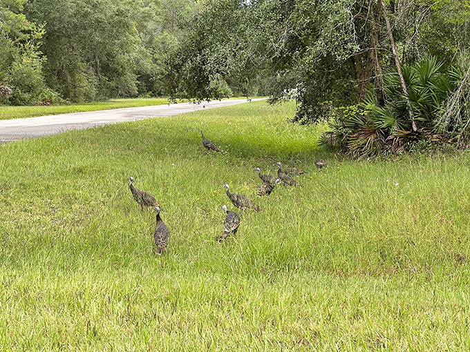 Wild turkeys strut through grassy fields near the lake, nature's own welcoming committee conducting their important turkey business.