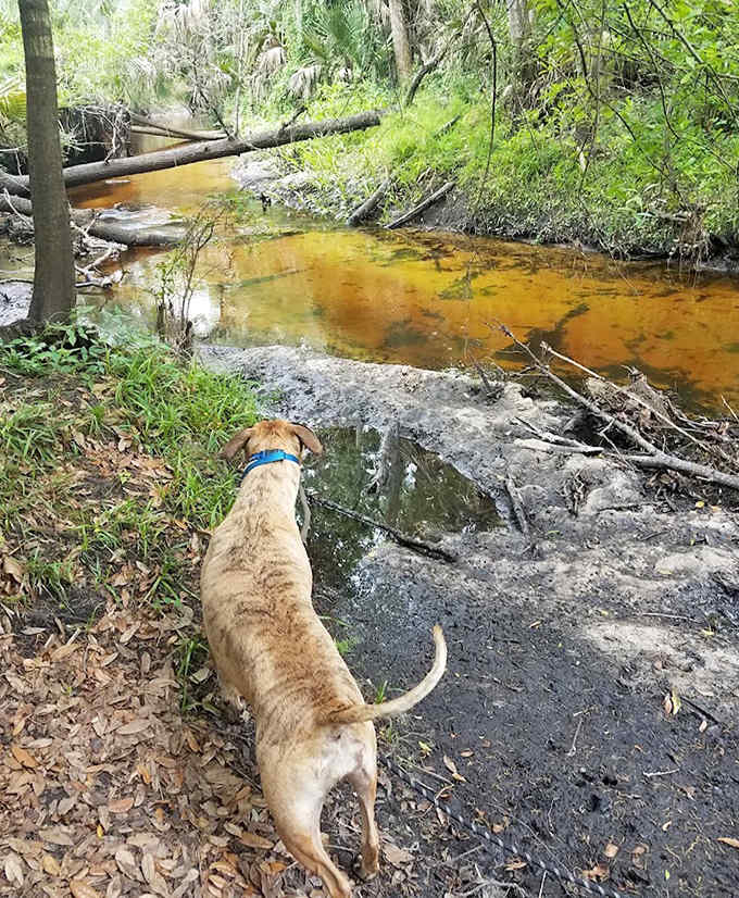 Man's best friend pauses to contemplate the amber waters, perhaps wondering if that reflection is another dog in a parallel universe.