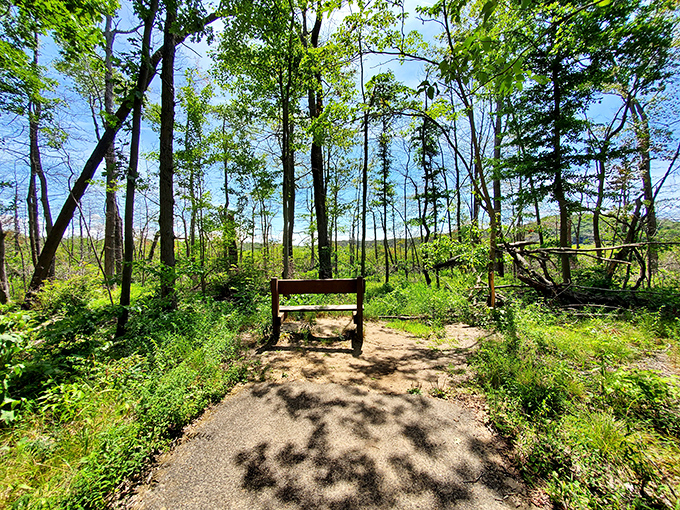 A solitary bench offers momentary respite and contemplation, nature's perfect viewing platform for lake-watching philosophers.