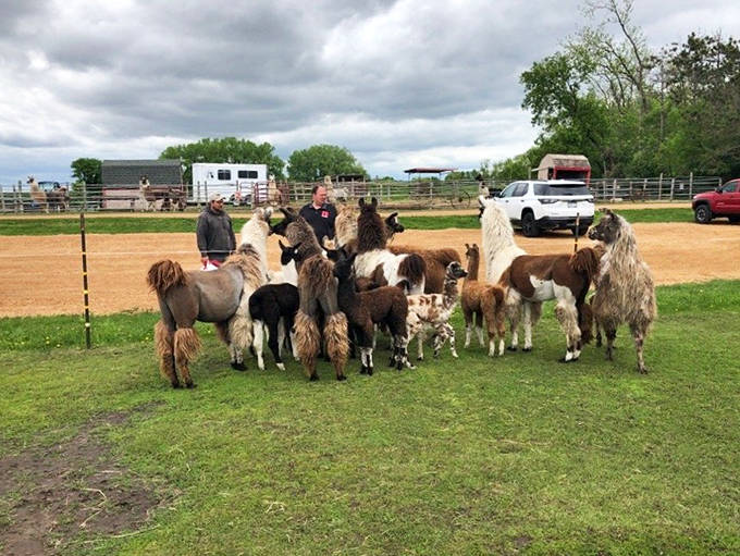 The llama welcoming committee assembles, showcasing nature's most impressive collection of hairstyles this side of an 80s rock concert.