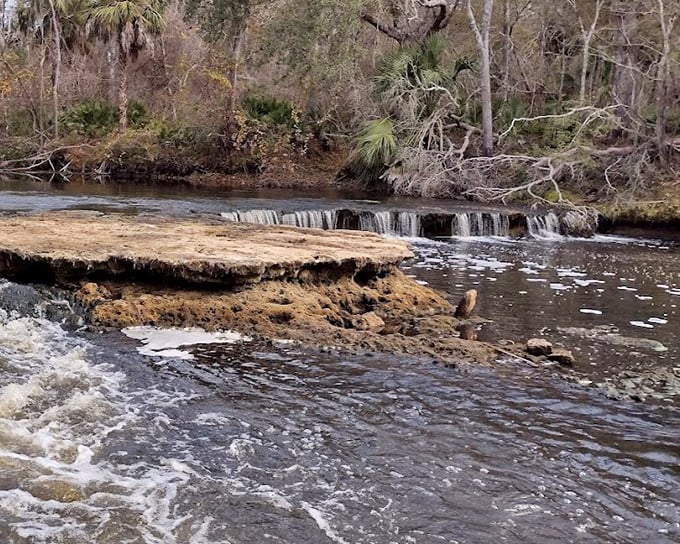 Steinhatchee Falls creates a gentle cascade as water flows over natural limestone ledges, forming one of North Florida's most unexpected natural attractions.