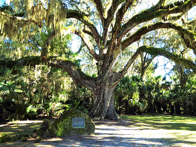 The magnificent Fairchild Oak at Bulow Creek spreads its massive limbs like a living cathedral. This 400-year-old giant has witnessed centuries of Florida history.