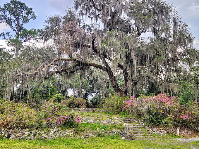 Spanish moss drapes majestically over this ancient oak, creating a natural cathedral effect that transforms Ravine Gardens into a place of quiet wonder.
