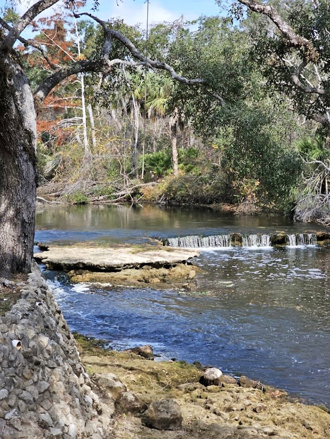 Ancient cypress trees frame the peaceful waters of Steinhatchee Falls, where the river has carved its path through limestone for thousands of years.