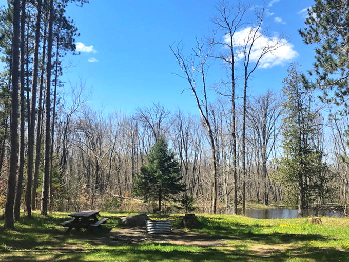 Sunlight filters through the tall pines of Thunder Bay River State Forest, creating dappled patterns on trails once walked by Michigan's earliest inhabitants.