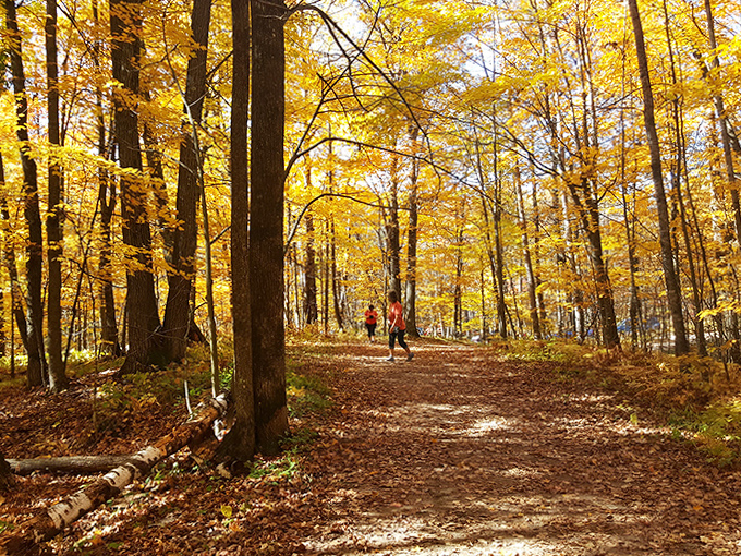 Two hikers become tiny specks in nature's masterpiece, dwarfed by golden maples that seem to capture sunlight and hold it hostage.