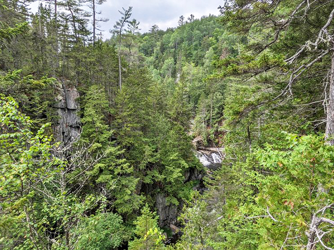 Ancient trees frame the rugged path ahead, their roots creating nature's staircase along Gulf Hagas' challenging but rewarding rim trail.