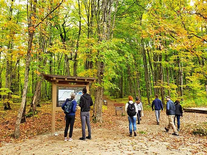 The forest trail beckons with dappled sunlight and promises of discovery, like walking through nature's cathedral.