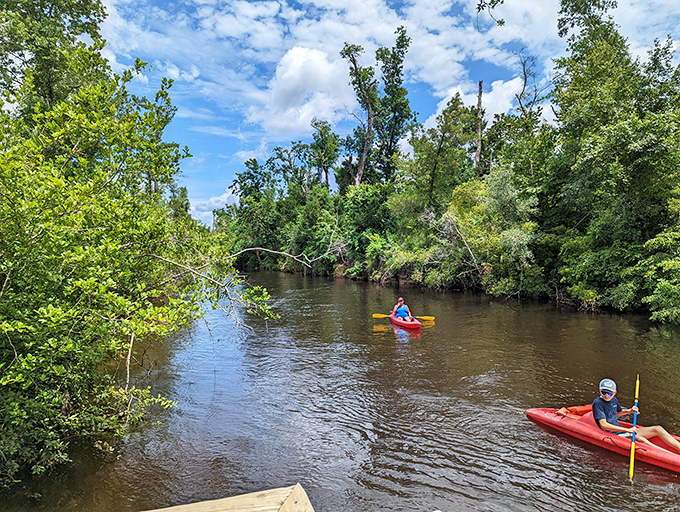 Adventure calls as kayakers paddle the gentle currents of Econfina Creek, discovering hidden corners of natural Florida.