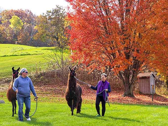 Hiking: Fall's fiery palette creates the perfect backdrop as trekkers lead their woolly companions across verdant fields, each step a journey into Wisconsin's seasonal splendor.