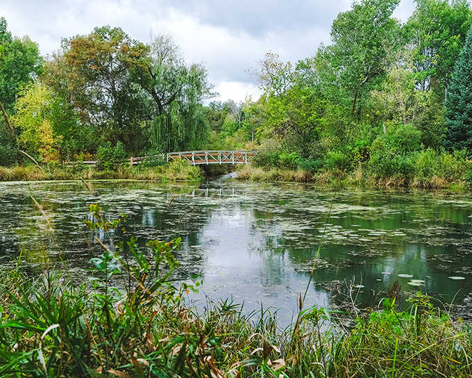 Lily pads dot the tranquil pond surface like nature's stepping stones, reflecting clouds that seem to drift through underwater skies.