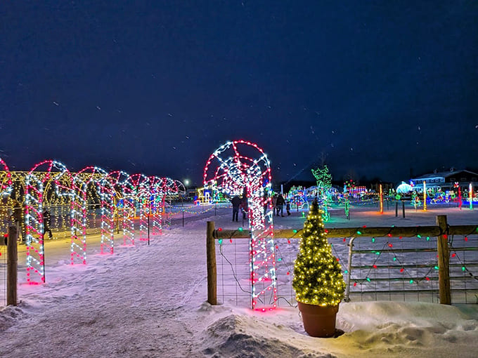 The winter light display transforms ordinary farmland into an illuminated wonderland that makes Clark Griswold's house look like amateur hour by comparison.
