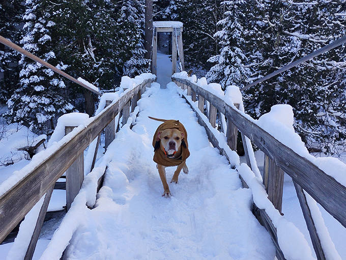 Even four-legged hikers enjoy the snowy bridge crossing &ndash; this happy pup leads the way, sporting practical winter gear.