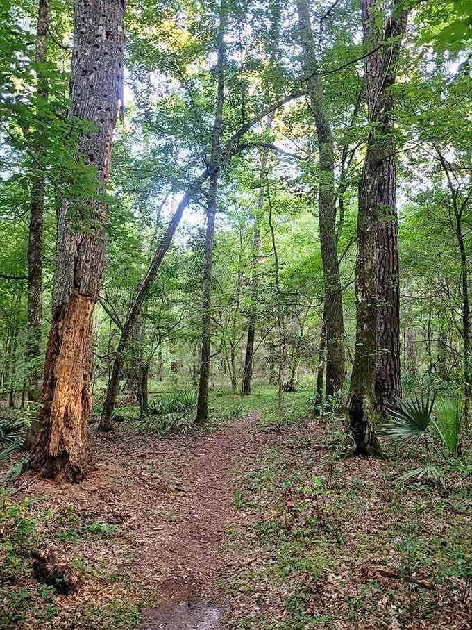 Shaded trails wind through diverse forest habitats, offering comfortable hiking even during warmer months when the canopy provides natural air conditioning.