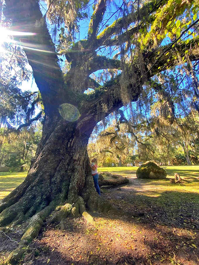 This ancient oak has witnessed centuries of Florida history, standing like a wise elder with stories etched in its bark.