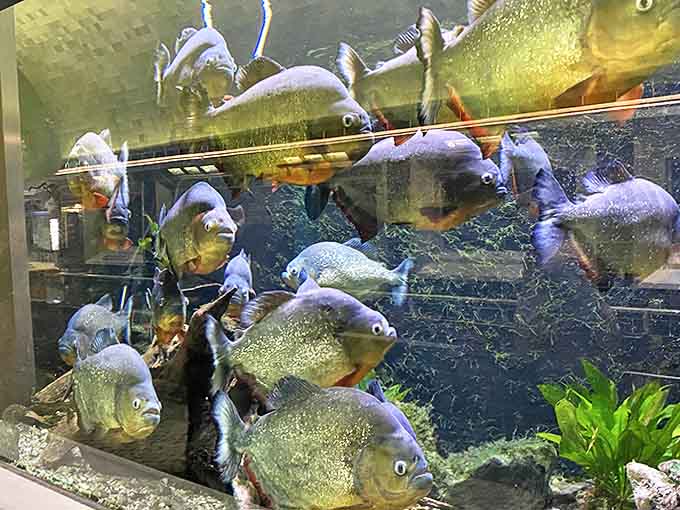 A school of red-bellied piranhas glides through the water with surprising grace, defying their ferocious Hollywood reputation.