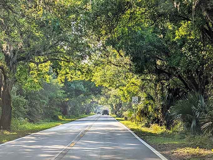 That moment when you realize trees are better at creating tunnels than most highway engineers with their fancy degrees.