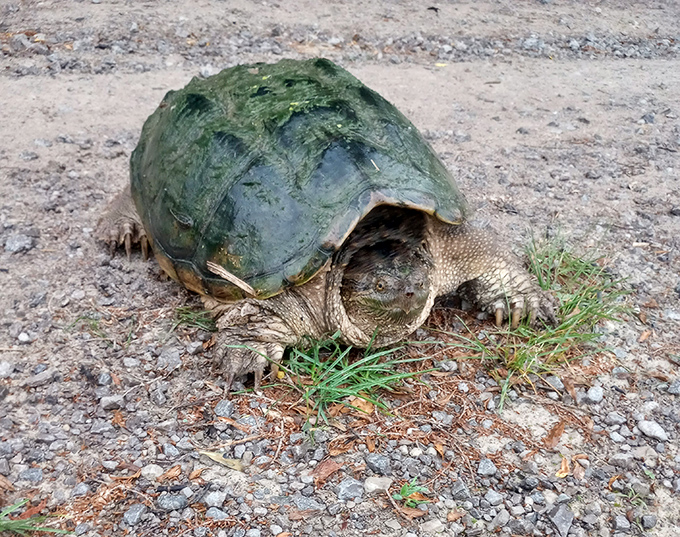 Meet the original slow-and-steady race champion, taking a shortcut across the refuge road with prehistoric confidence.