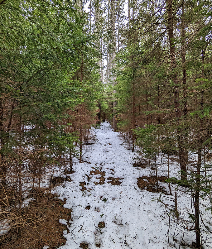 Winter transforms Porter Preserve into a hushed wonderland &ndash; snow-dusted trails lead adventurous souls through a crystalline forest.