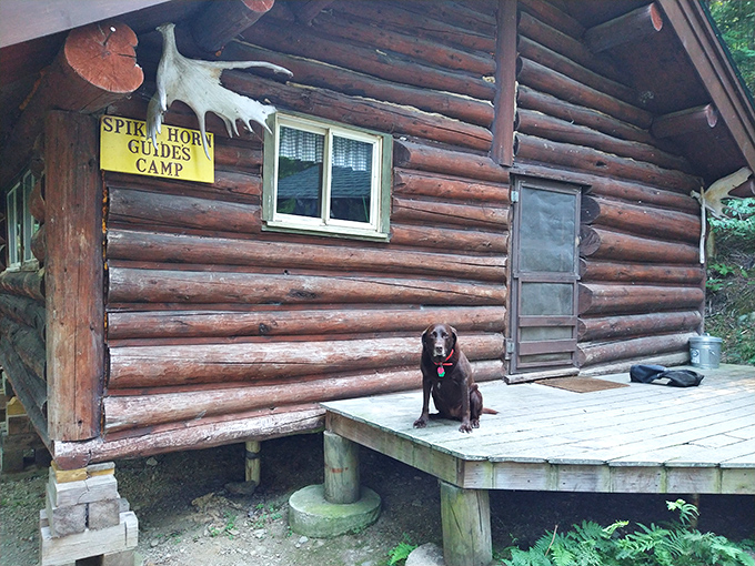 Spike Horn Guides Camp stands as a rustic outpost of civilization in the wilderness, complete with canine greeter ready for the next adventure.