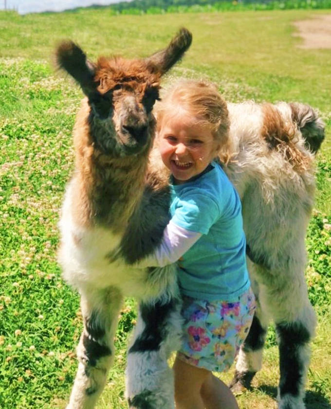 Pure joy captured: a child embracing a patient llama, creating the kind of heartwarming moment that makes parents reach for both cameras and tissues.