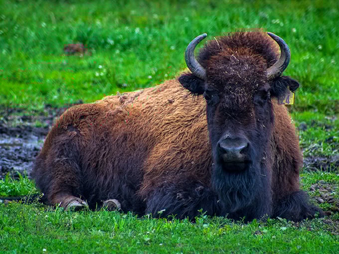 American bison bring prairie history to life, these magnificent creatures representing Minnesota's past while absolutely owning their present moment on grass.