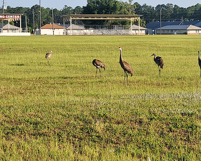 Military heritage meets natural splendor at Camp Blanding's edge, where training grounds border pristine waters.
