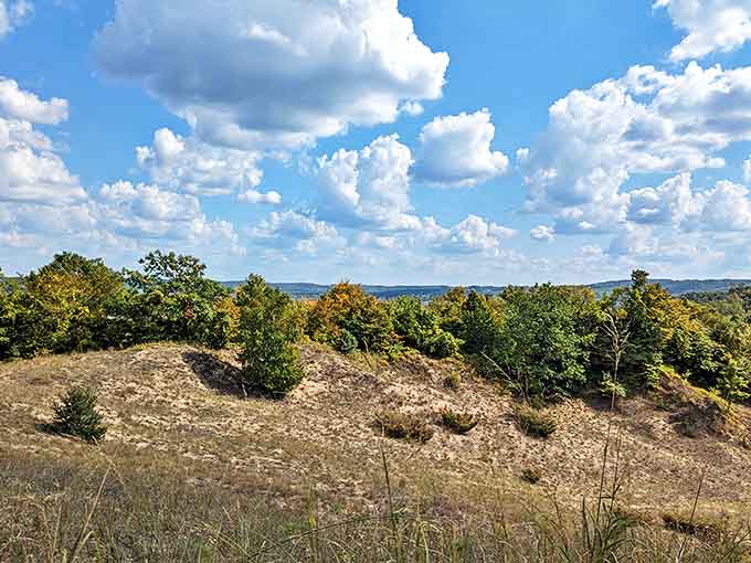 The Elberta Dunes South Natural Area showcases nature's artistry, where golden grasses dance with evergreens under Michigan's vast sky.