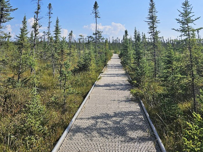 The boardwalk stretches toward the horizon, inviting you into a landscape that time seems to have gently forgotten.