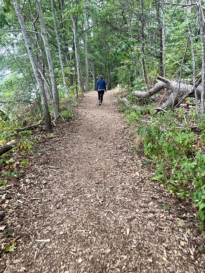 Forest trails in Steedman Woods offer a cool, shaded contrast to the sunny coastal sections of Fisherman's Walk.