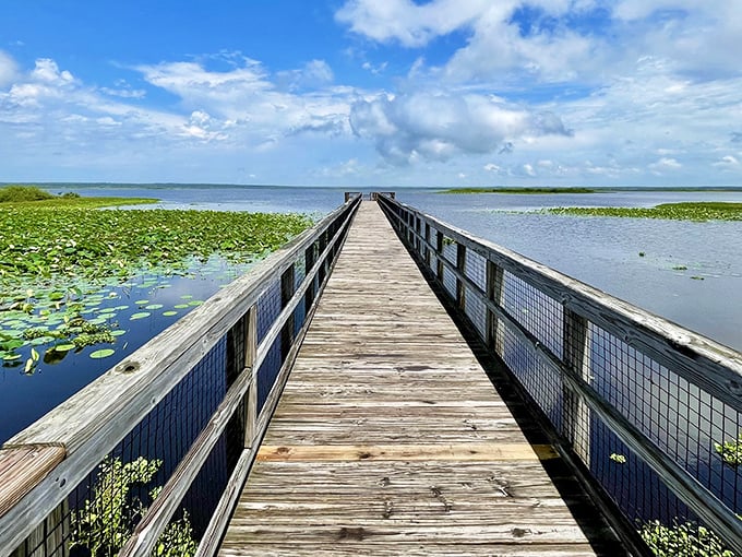 Paynes Prairie Preserve State Park's boardwalk stretches into serenity, inviting nature lovers to discover Florida's wild beauty.