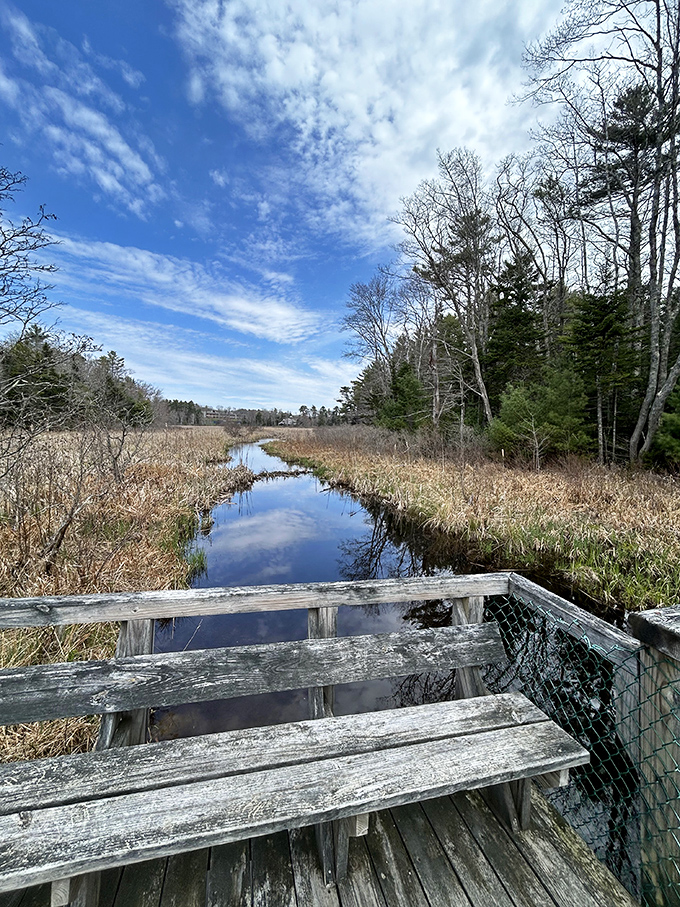 Penny Lake Preserve offers a tranquil counterpoint to harbor bustle, where nature reclaims center stage just steps from downtown.