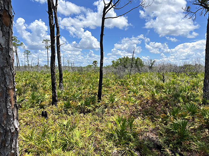 Saw palmetto and pine create Florida's version of a savanna, where the sky seems impossibly vast above the scrubby landscape.