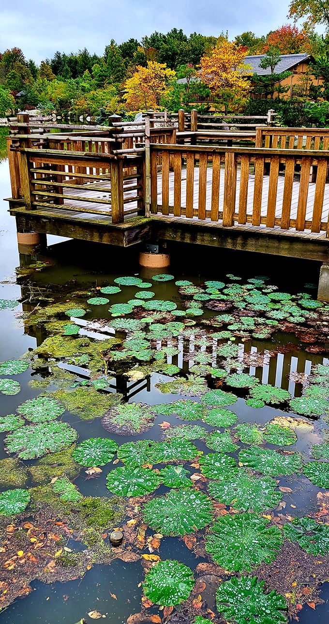 A wooden boardwalk invites contemplative strolls over lily pad-dotted waters, where reflections sometimes look more perfect than reality itself.