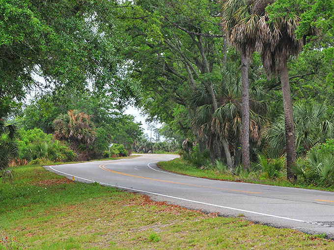 Palm trees frame this winding road through Florida's natural coastline, where civilization gives way to untamed beauty.