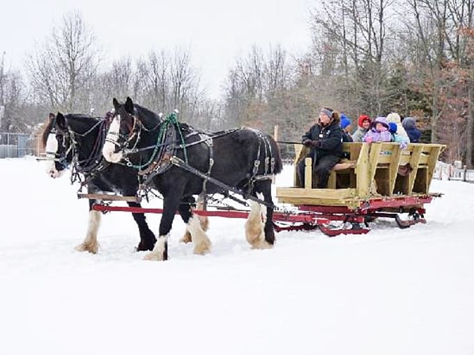 Horse-drawn sleigh rides through snowy woods create the kind of Hallmark moment your Instagram followers will absolutely love.