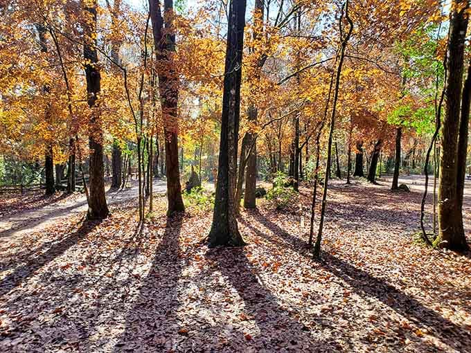 Towering trees create a cathedral-like atmosphere along the trails, their branches forming a natural ceiling that filters sunlight into dancing patterns.