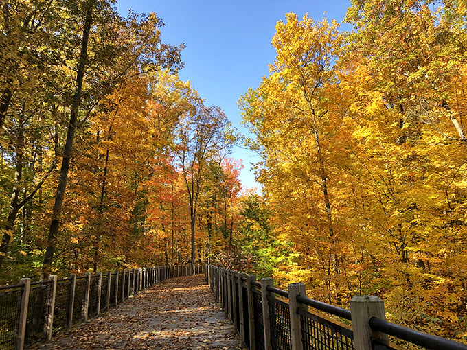 The Upper Macatawa Natural Area's autumn display transforms ordinary trails into golden pathways, where nature's artistry stops hikers in their tracks.